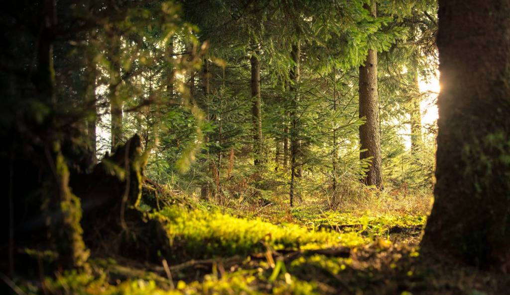 Using Nature – Stress Less Today